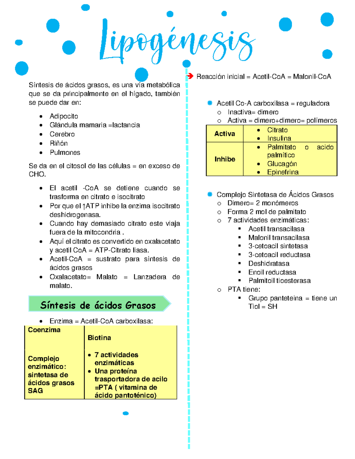 Lipogénesis - Resumen básico de la litogénesis y su aplicación clínica ...