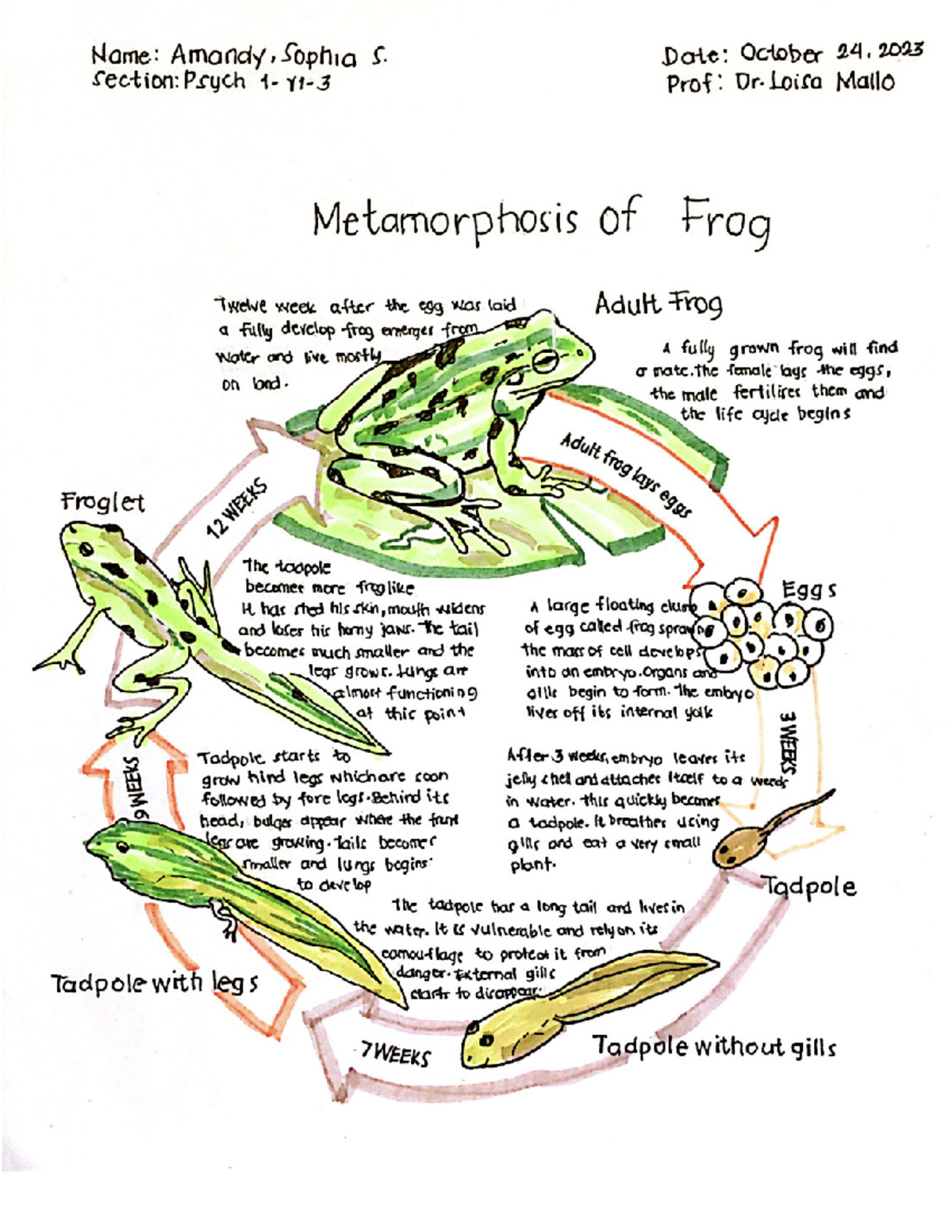 Metamorphosis of Frogs - Amandy - Name: Amandy, Sophia S. Date: October ...