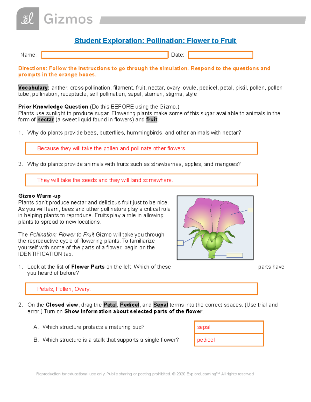 Pollination Flower Fruit SE - Student Exploration: Pollination: Flower ...