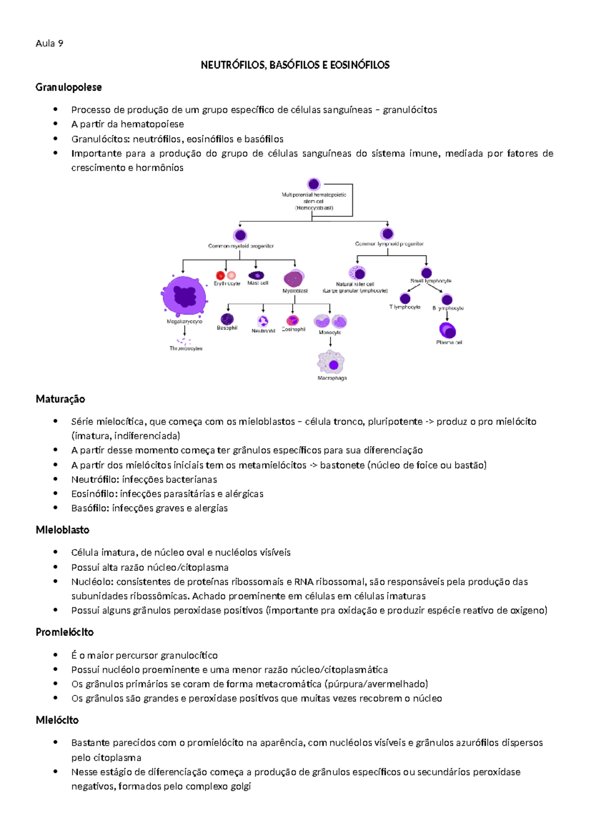 Aula 9 - Granulopoiese, Maturação, Mieloblasto, Promielócito, Mielócito ...
