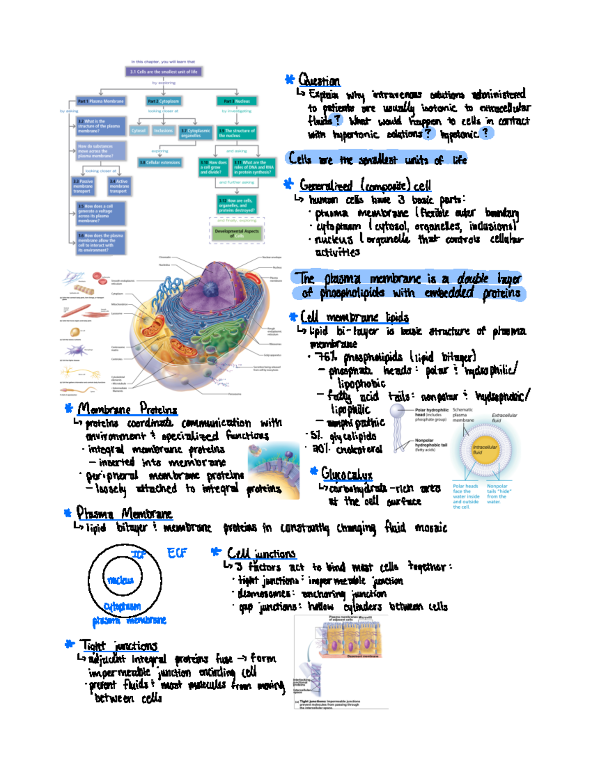 Chapter 3 Cells The living units - In this chapter, you will learn that ...