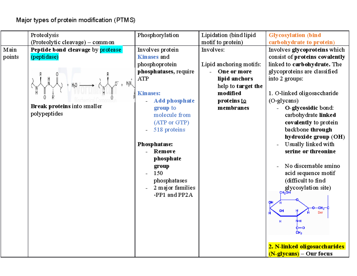 Major types of protein modification - BIOC2001 - UWA - Studocu