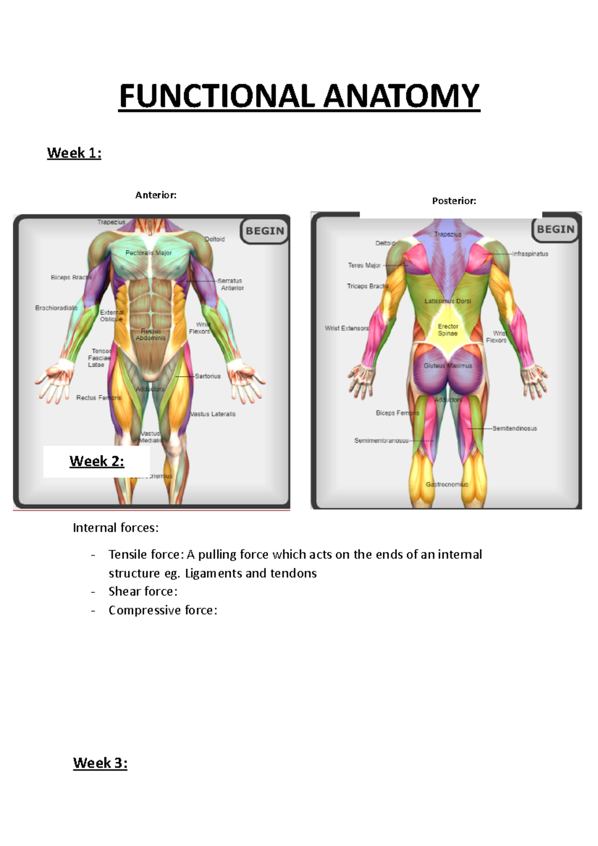 Functional Anatomy Lecture Notes - FUNCTIONAL ANATOMY Internal forces ...
