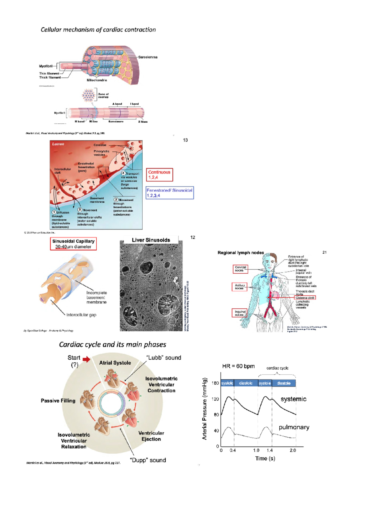 HUBS lecture slides printouts - Human Body Systems 2 - Studocu
