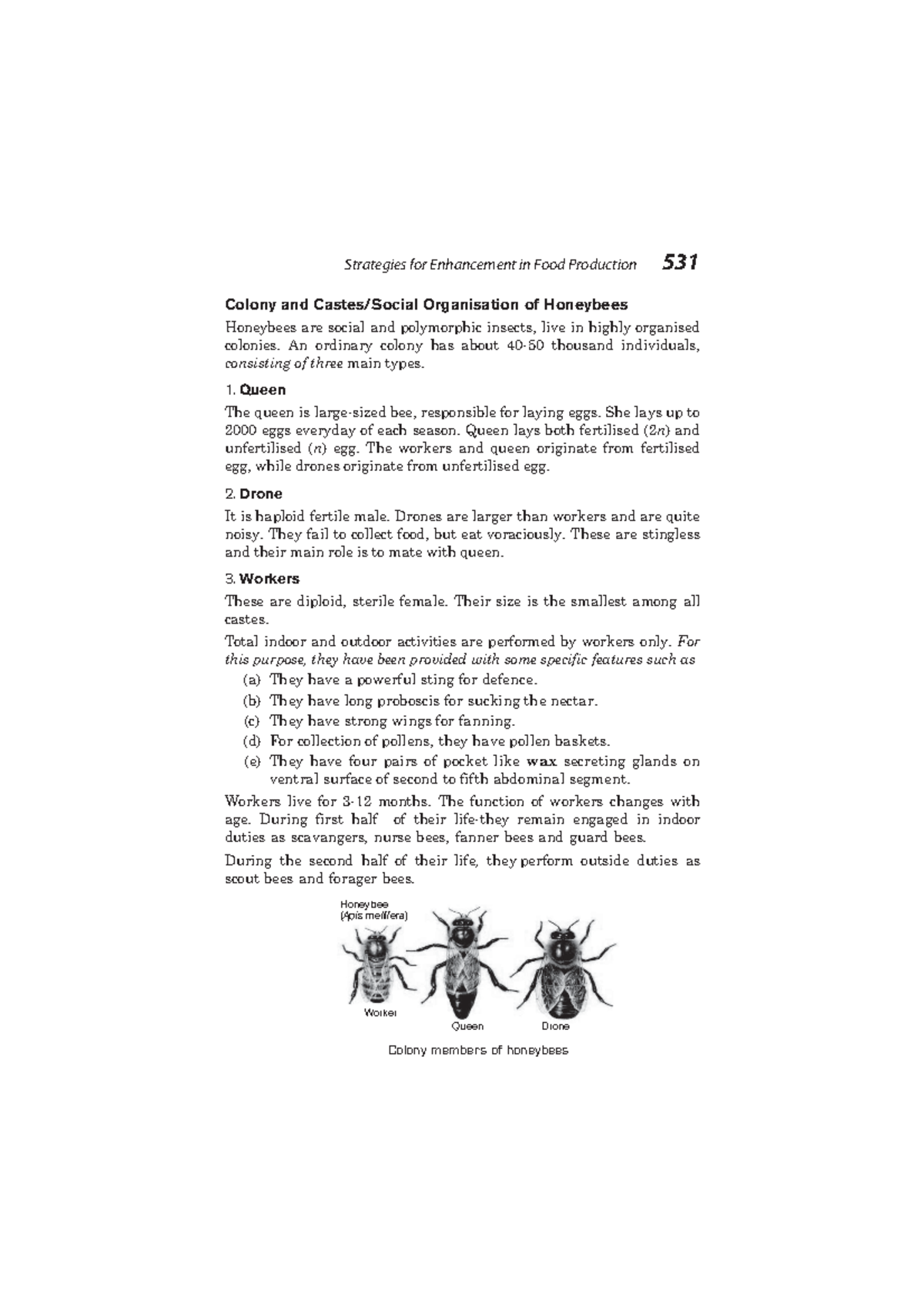 Life Cycle of Honeybees - Colony and Castes/Social Organisation of ...