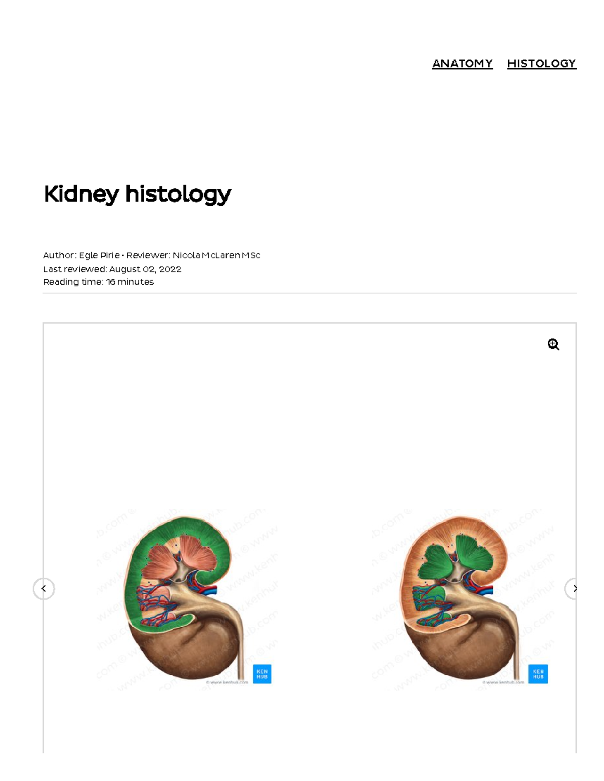 Kidney histology Nephron, loop of Henle, functions Kenhub - Kidney ...