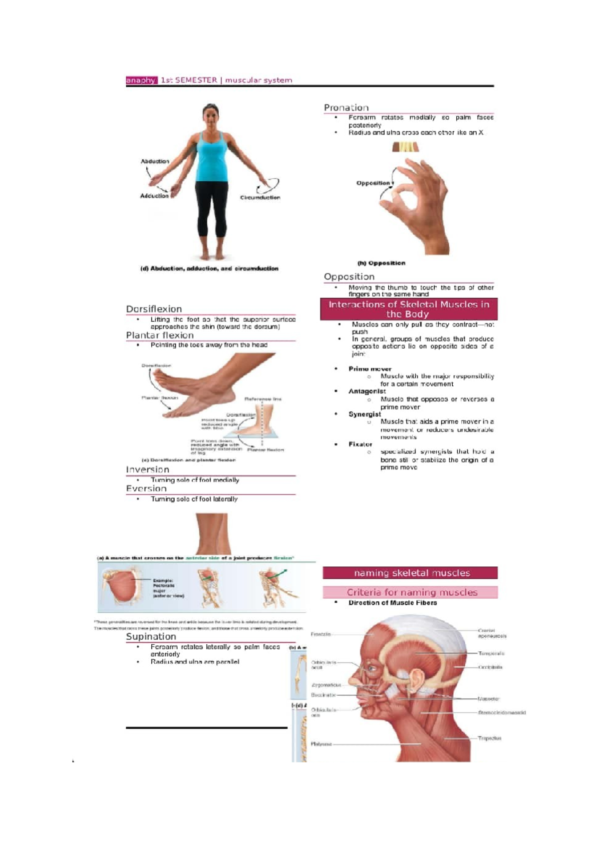 Doc1 - anatomy and physiology - anaphy 1st SEMESTER muscular system ...