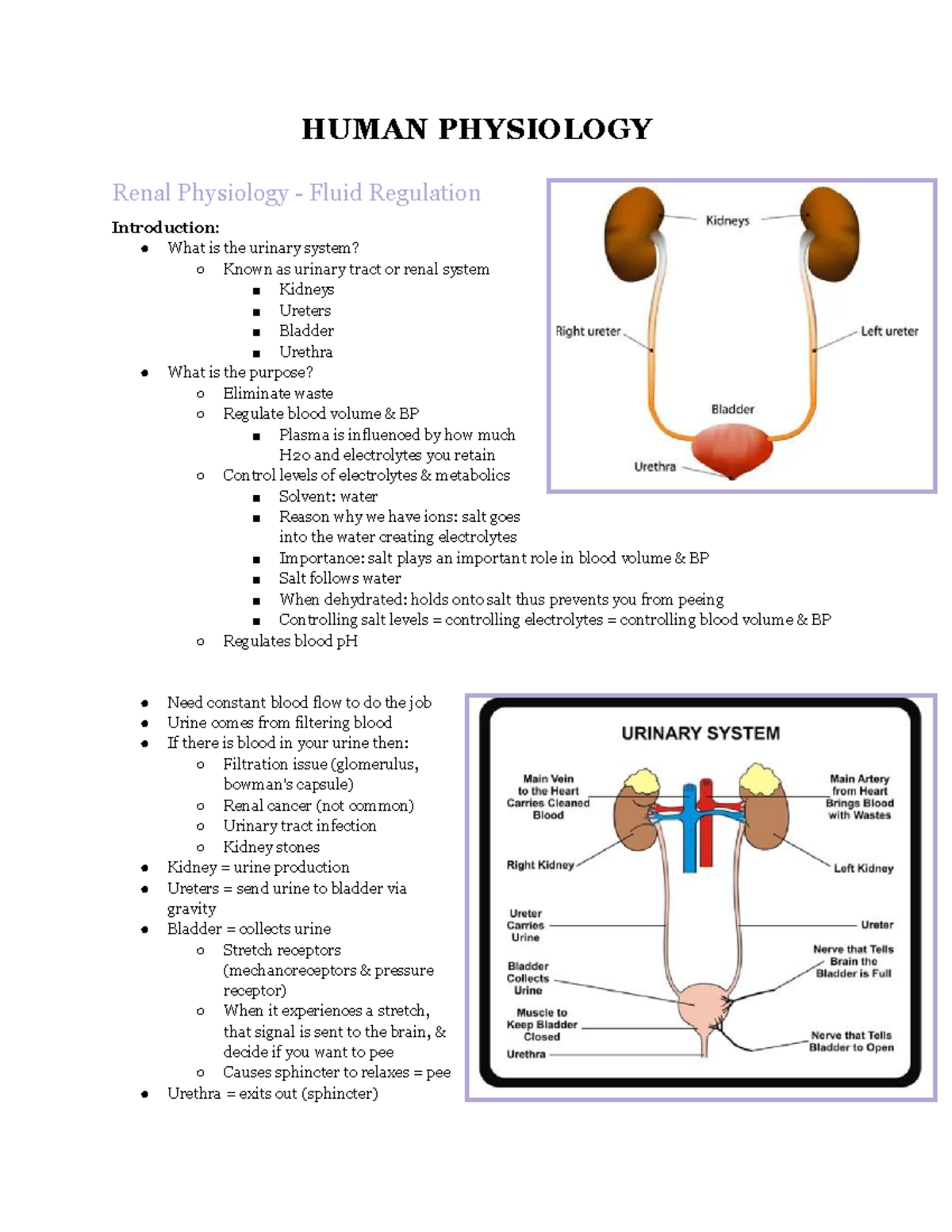Renal Physiology - Fluid Regulation - HUMAN PHYSIOLOGY Renal Physiology ...