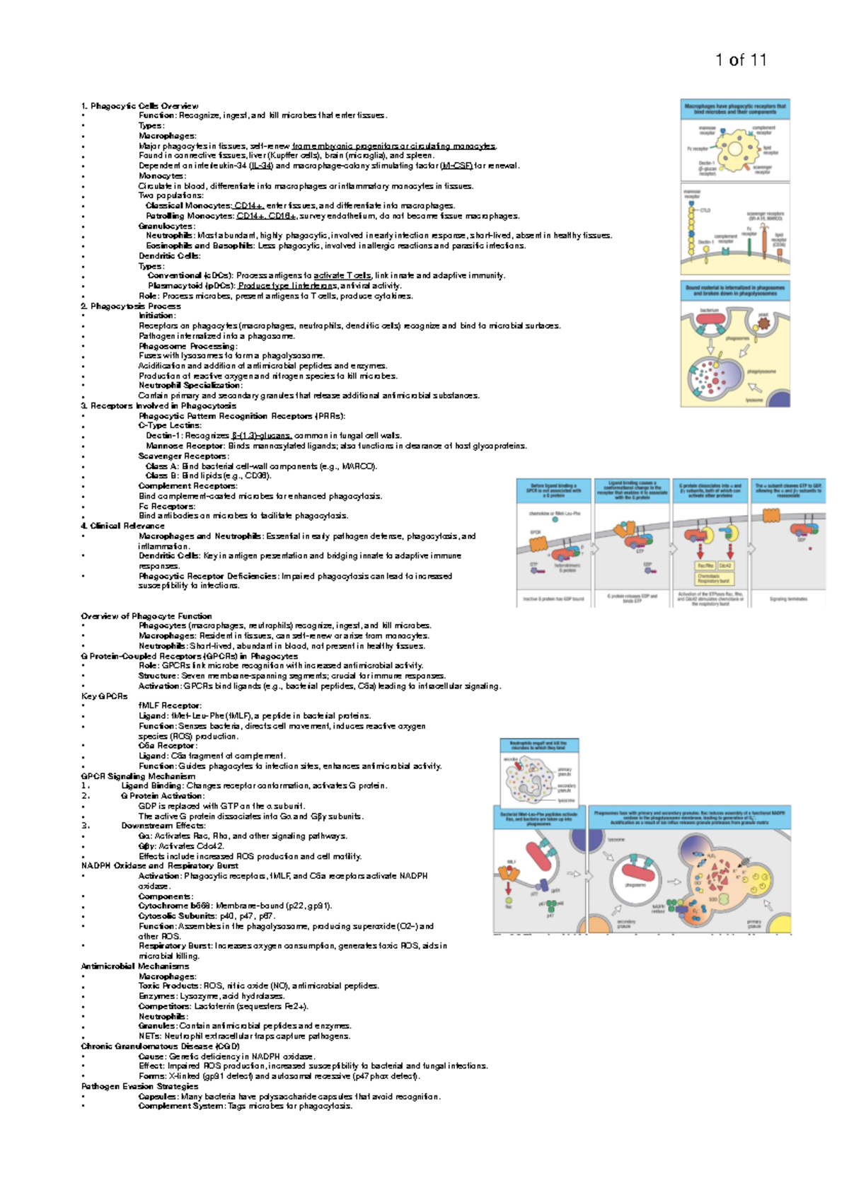 Chapter 3 - immuno - Phagocytic Cells Overview Function: Recognize, ingest, and kill microbes ...