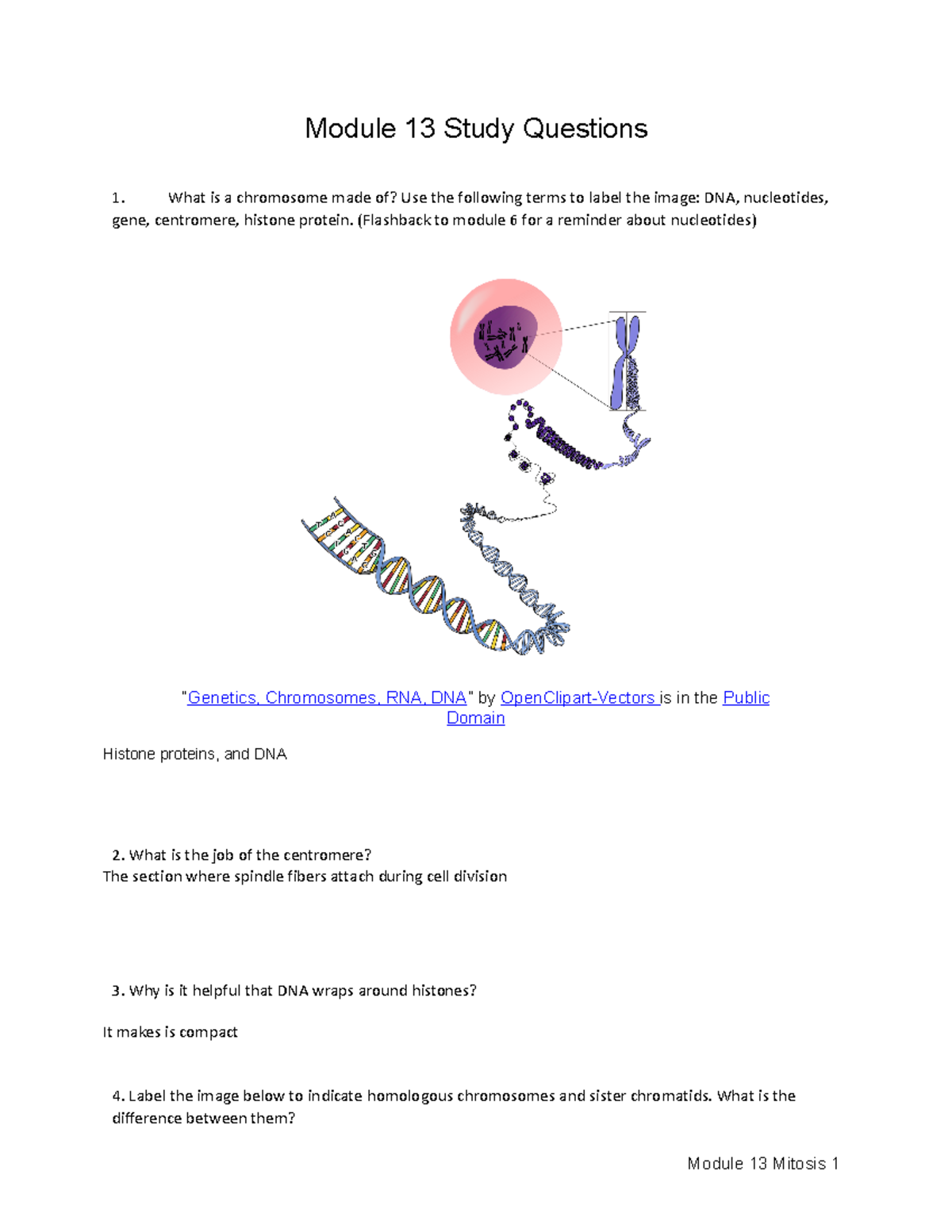 C190.v3 module 13 study questions - Module 13 Mitosis 1 Module 13 Study ...
