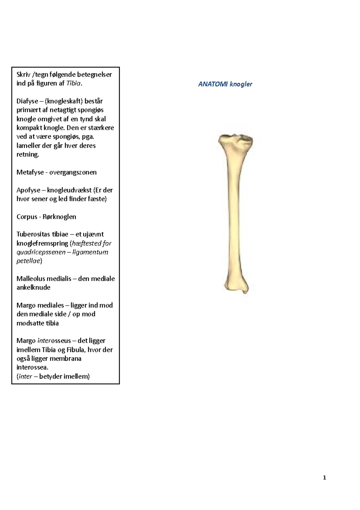 Anatomi knogler - ANATOMI knogler 1 Skriv /tegn følgende betegnelser ...