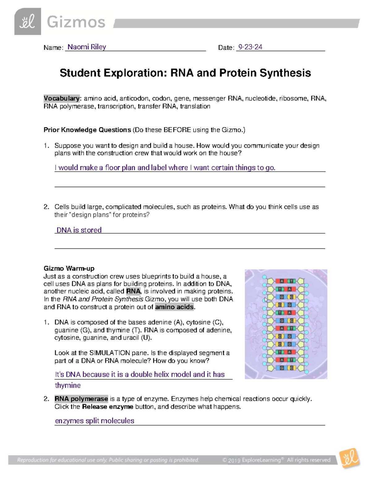 Kami Export - Naomi Riley - Gizmo - RNA and Protein Synthesis - Name ...