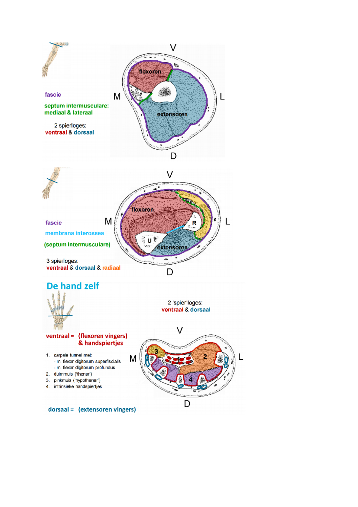 5O103 spieren - fascie septum intermusculare: mediaal &amp; lateraal 2 ...
