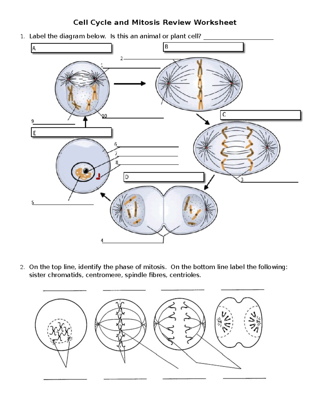 Cell Cycle Review - notes - Cell Cycle and Mitosis Review Worksheet 1 ...