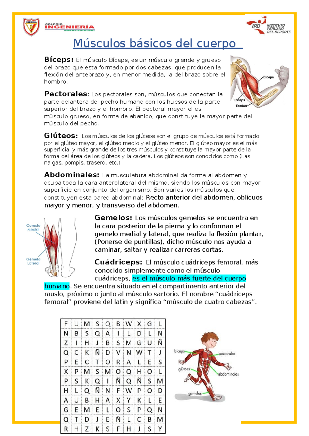 LOS Músculos DEL Cuerpo Humano Educación fisica - Músculos básicos del ...