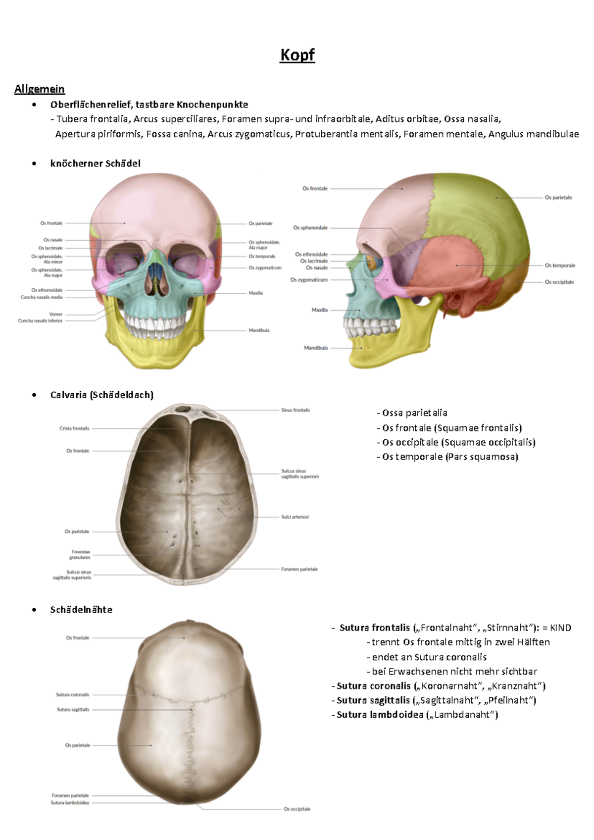 Zusammenfassung Kopf - Kopf Allgemein Oberflächenrelief, tastbare ...