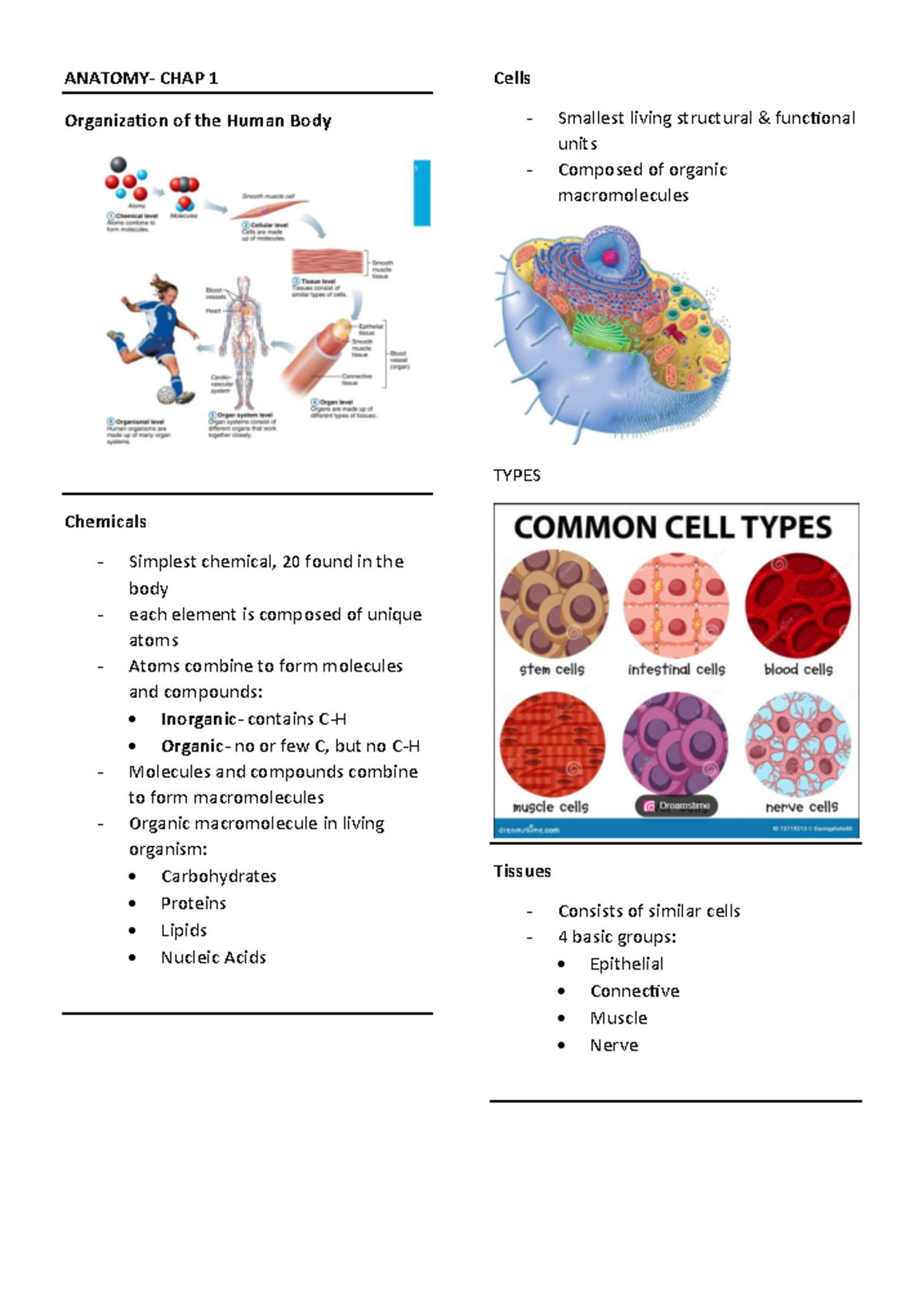 Anatomy­ 1 - jdwdjn - ANATOMY- CHAP 1 Organization of the Human Body ...