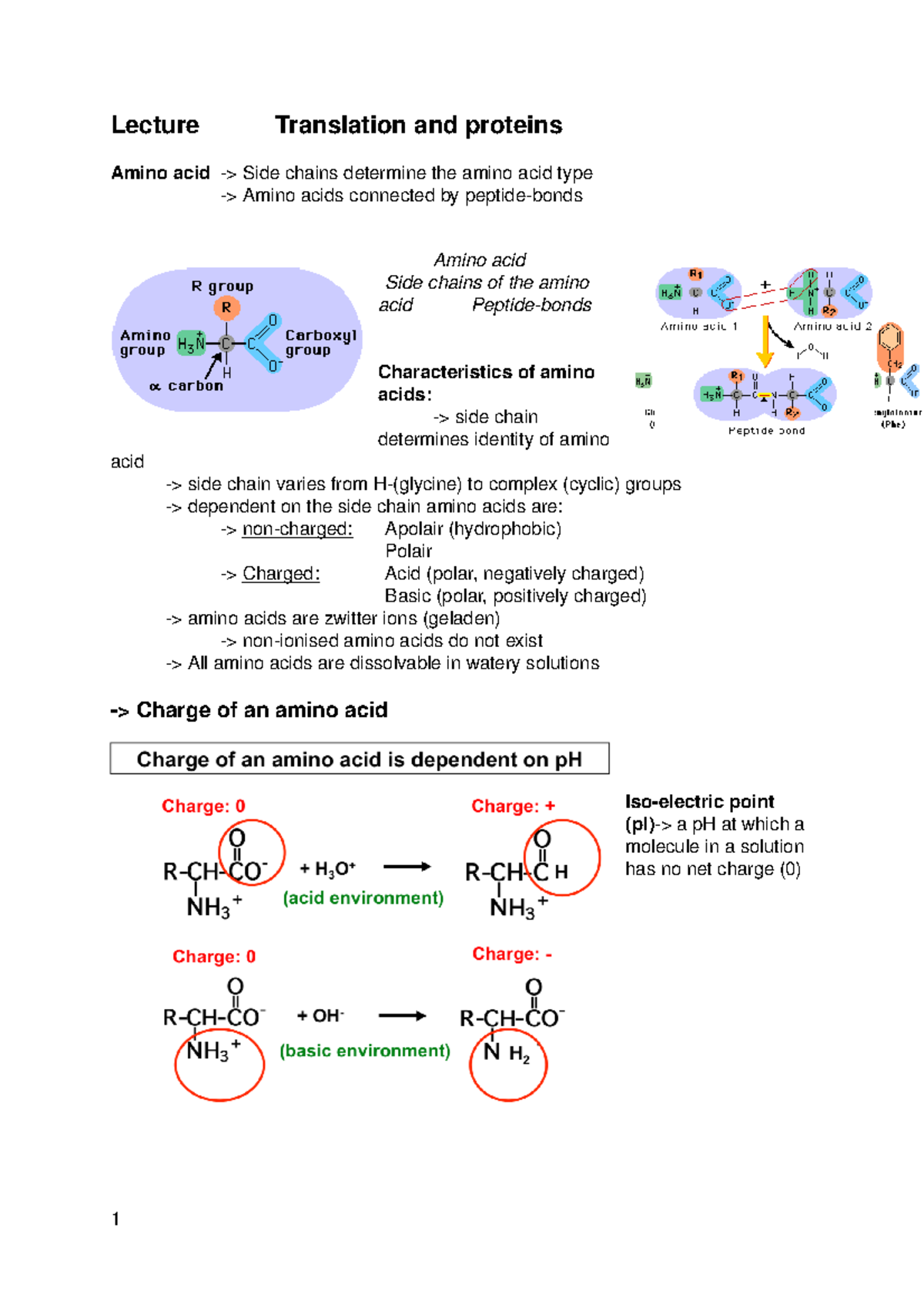 Lecture Translation and proteins - Binding EF-G- GTP > GDP ...