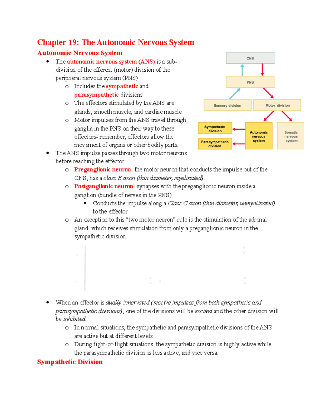 Chapter 19: The Automatic Nervous System - Chapter 19: The Autonomic ...