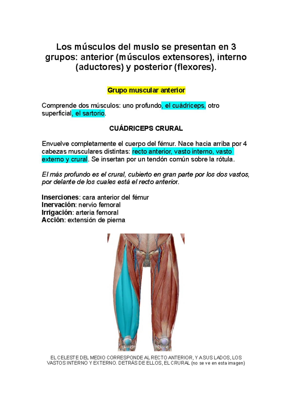 Los músculos del muslo - Los del muslo se presentan en anterior ...