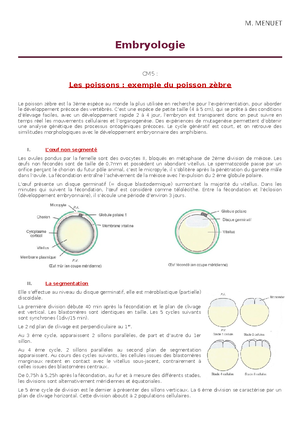 Intro bases embryologiques - ..) Abondance du vitellus ainsi que sa ...