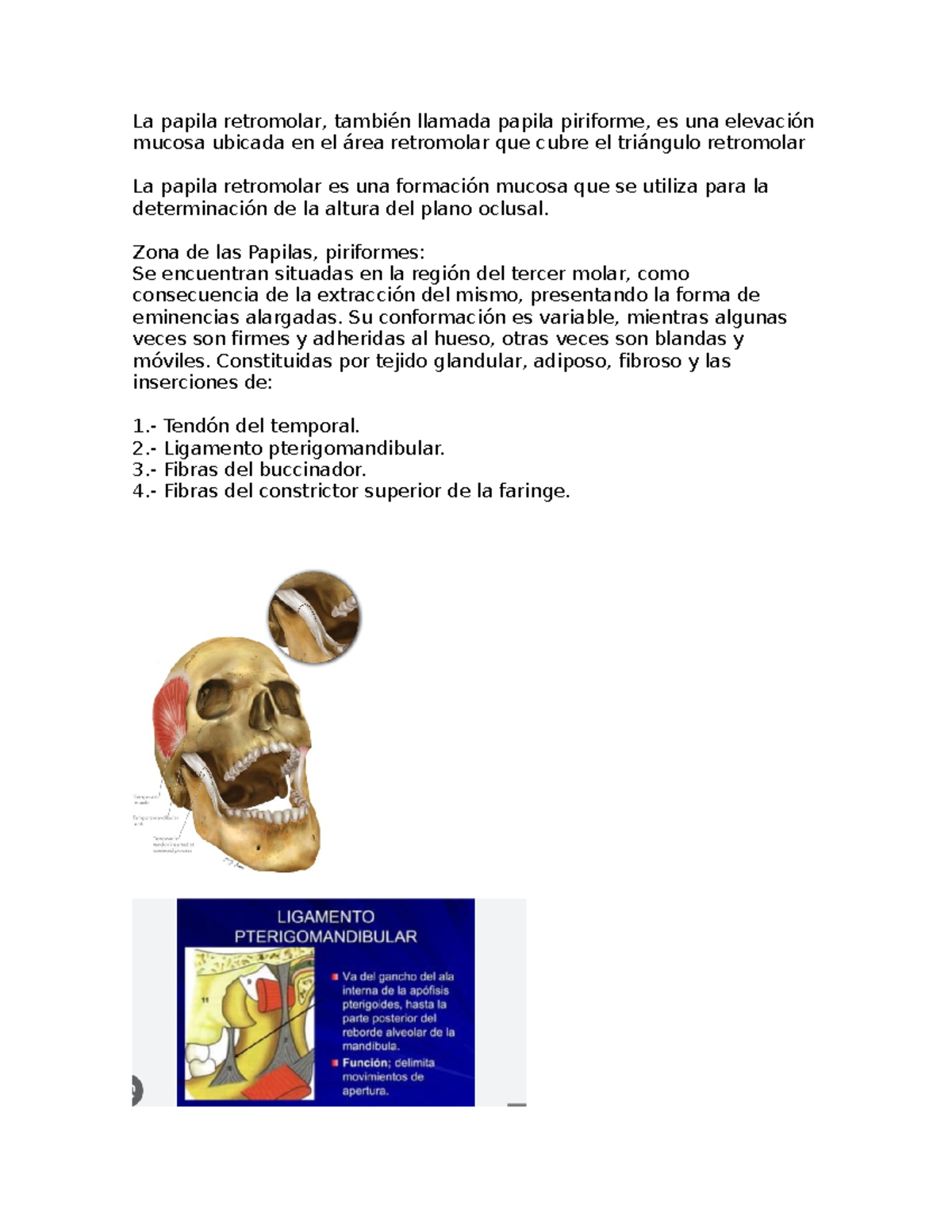 La papila retromolar - fines educativo - La papila retromolar, también ...