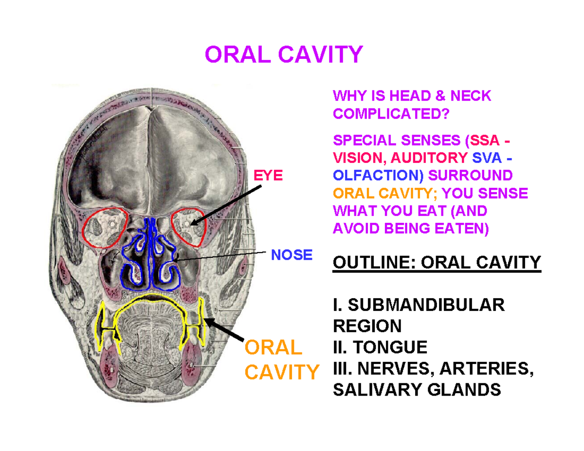 Oral Cavity Lectureff - WHY IS HEAD & NECK COMPLICATED? SPECIAL SENSES ...