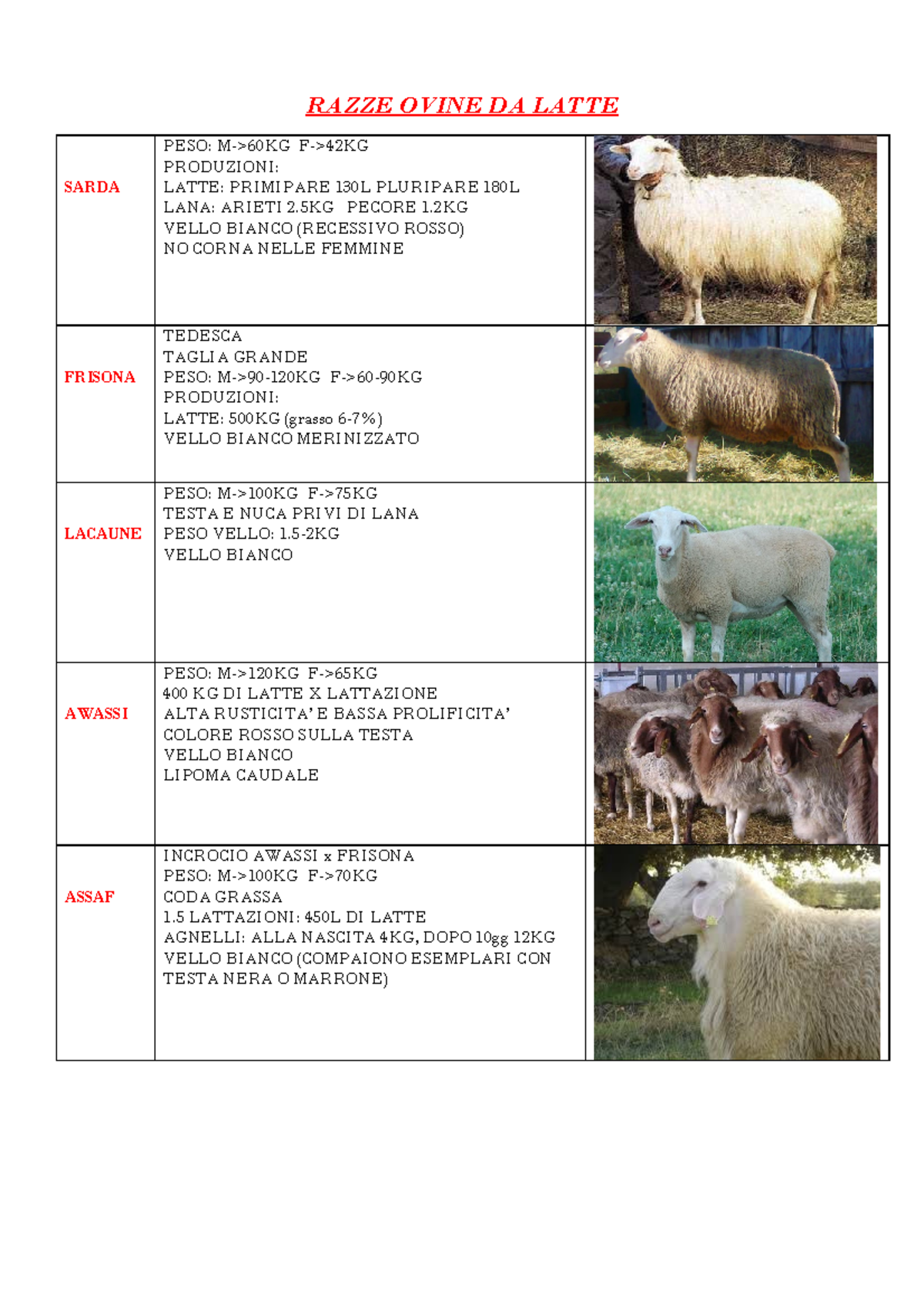 Razze Ovine pdf - RAZZE OVINE DA LATTE SARDA PESO: M->60KG F->42KG ...
