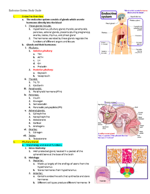 Med Terms Ch 14 Pt 3 - The Reproductive Systems - Medical Terminology ...