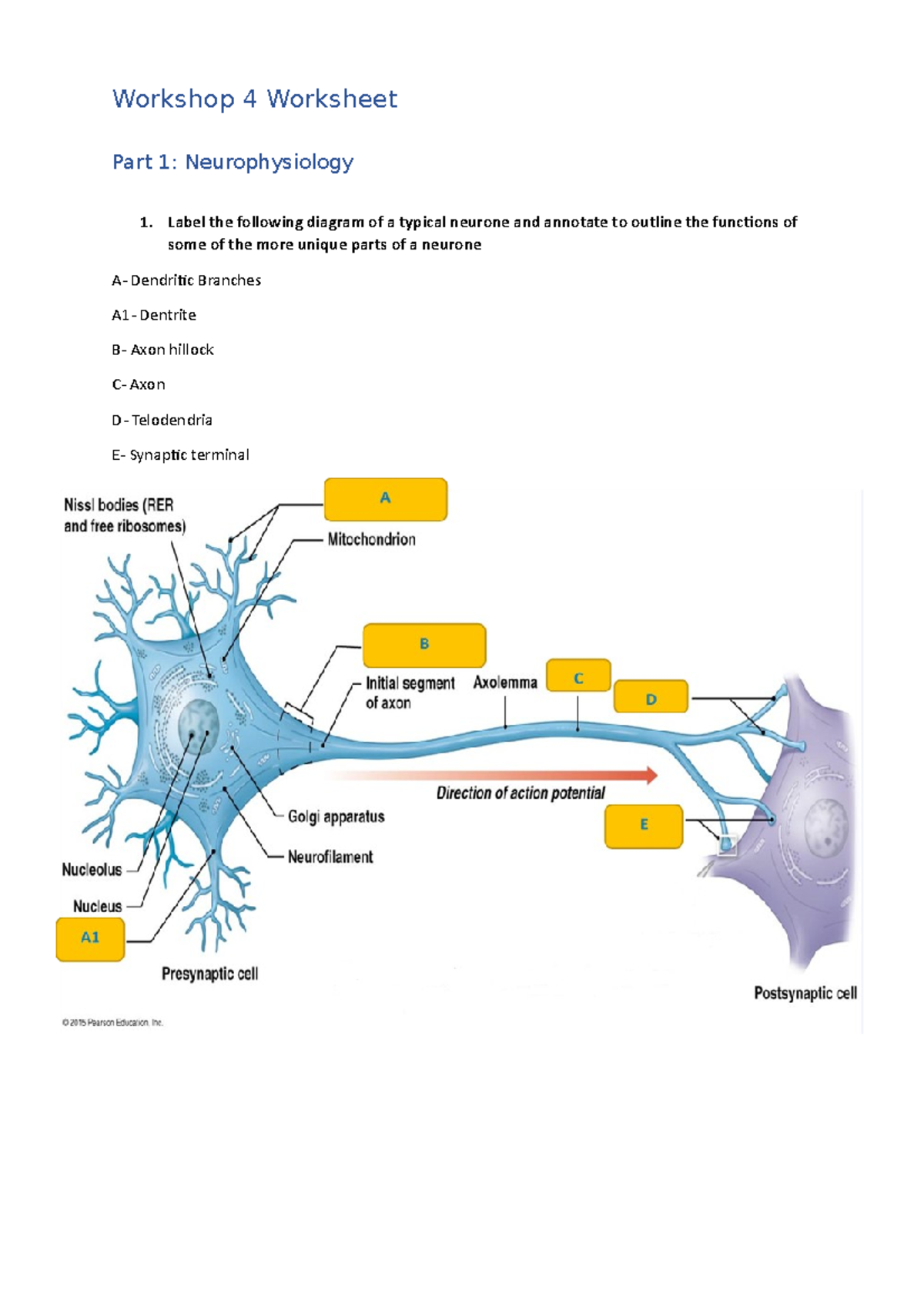 Neuro Muscle Bone - Workshop 4 Worksheet Part 1: Neurophysiology Label ...