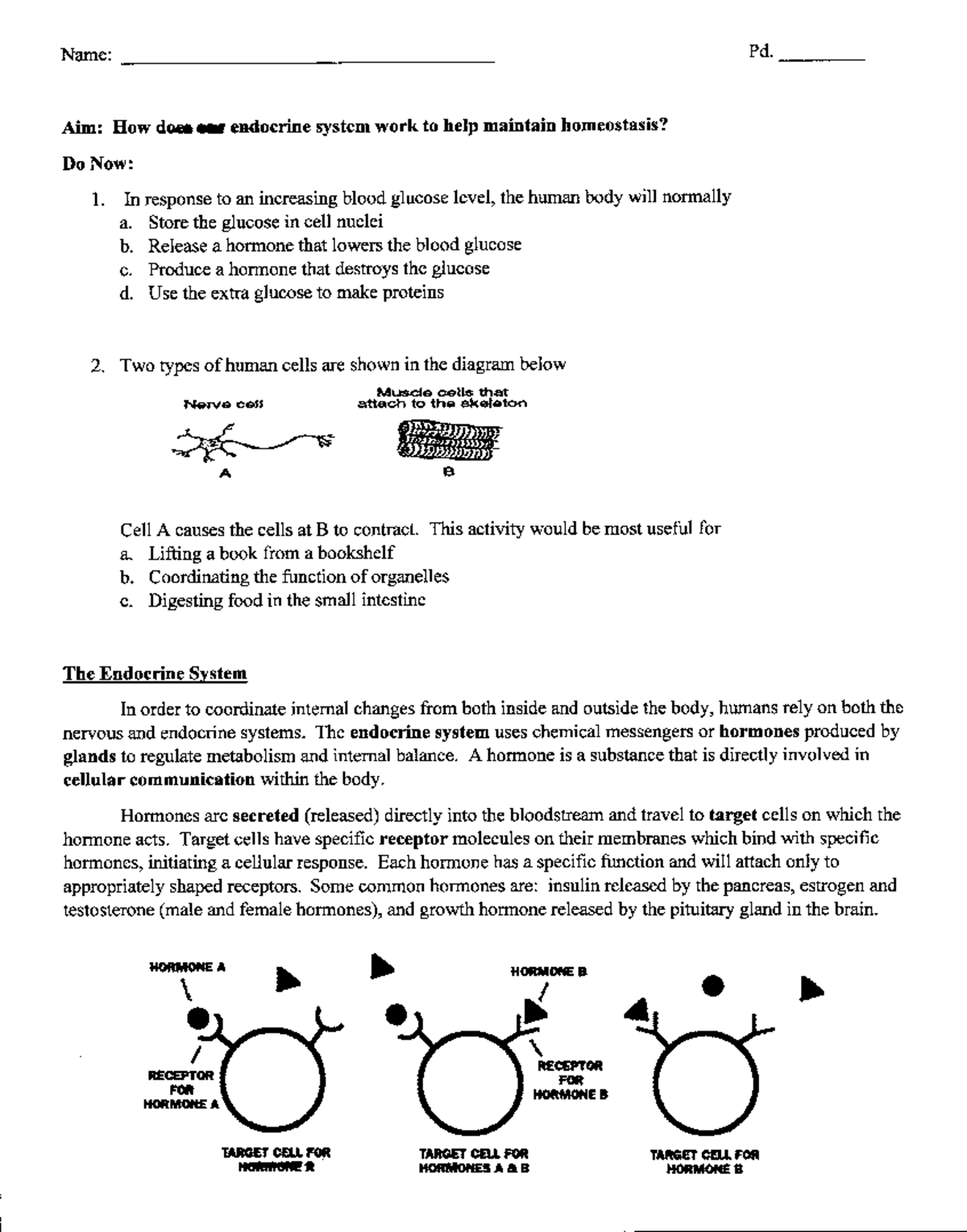 Endocrine system - lesson plan - BSC 2010 - Studocu