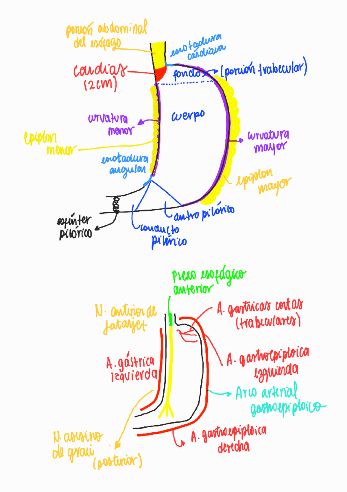 Abdomen Apuntes - portion abdominal del esófago esis cardiava toolwun ...