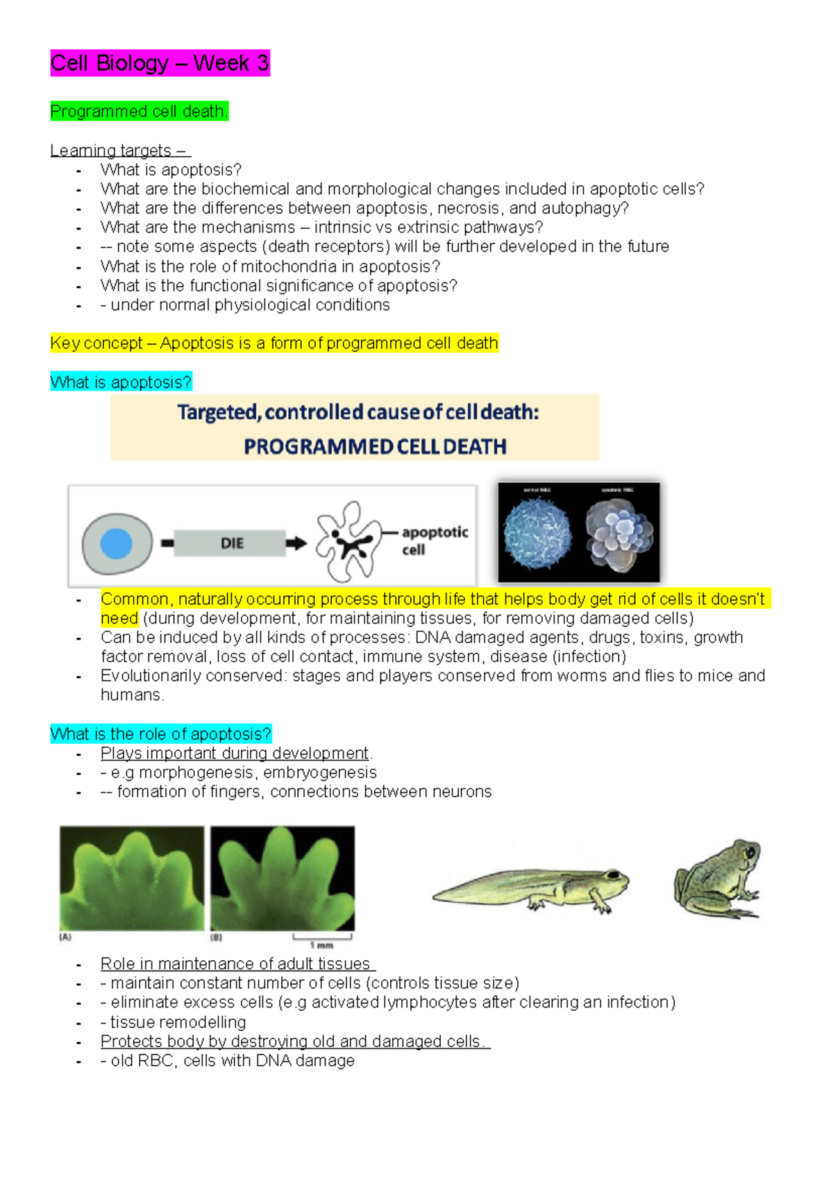 Cell Biology - Week 3 - Lecture notes - Cell Biology – Week 3 ...