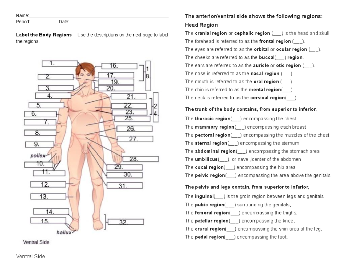 Jenna Rivers 22 - 6. Body Regions Labeling - - Studocu