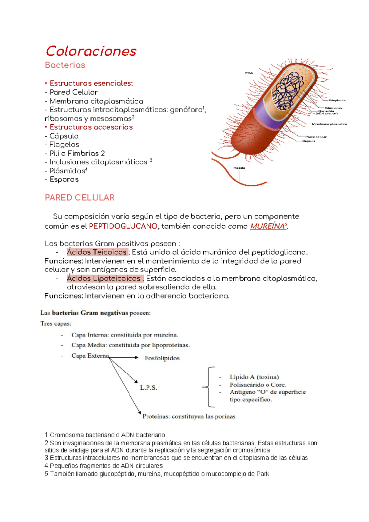 Tp 3. Coloraciones - lkln - Coloraciones Bacterias • Estructuras ...
