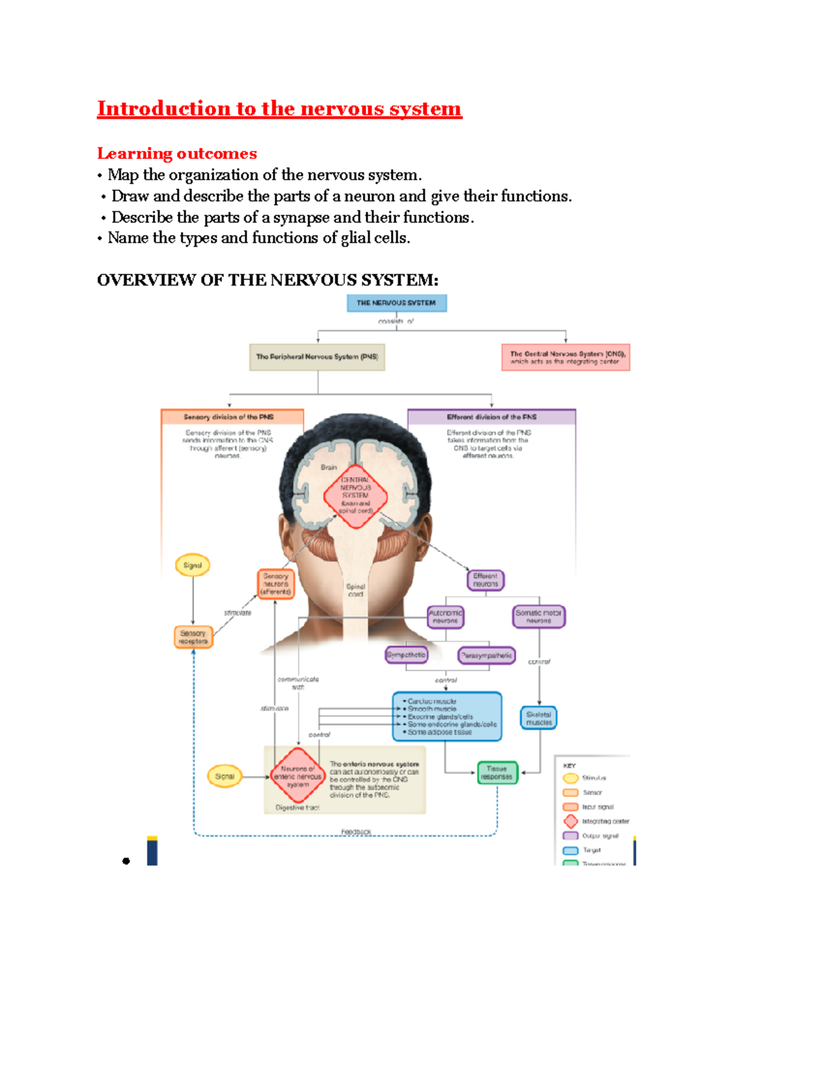 Nervous System Introduction - Introduction to the nervous system ...