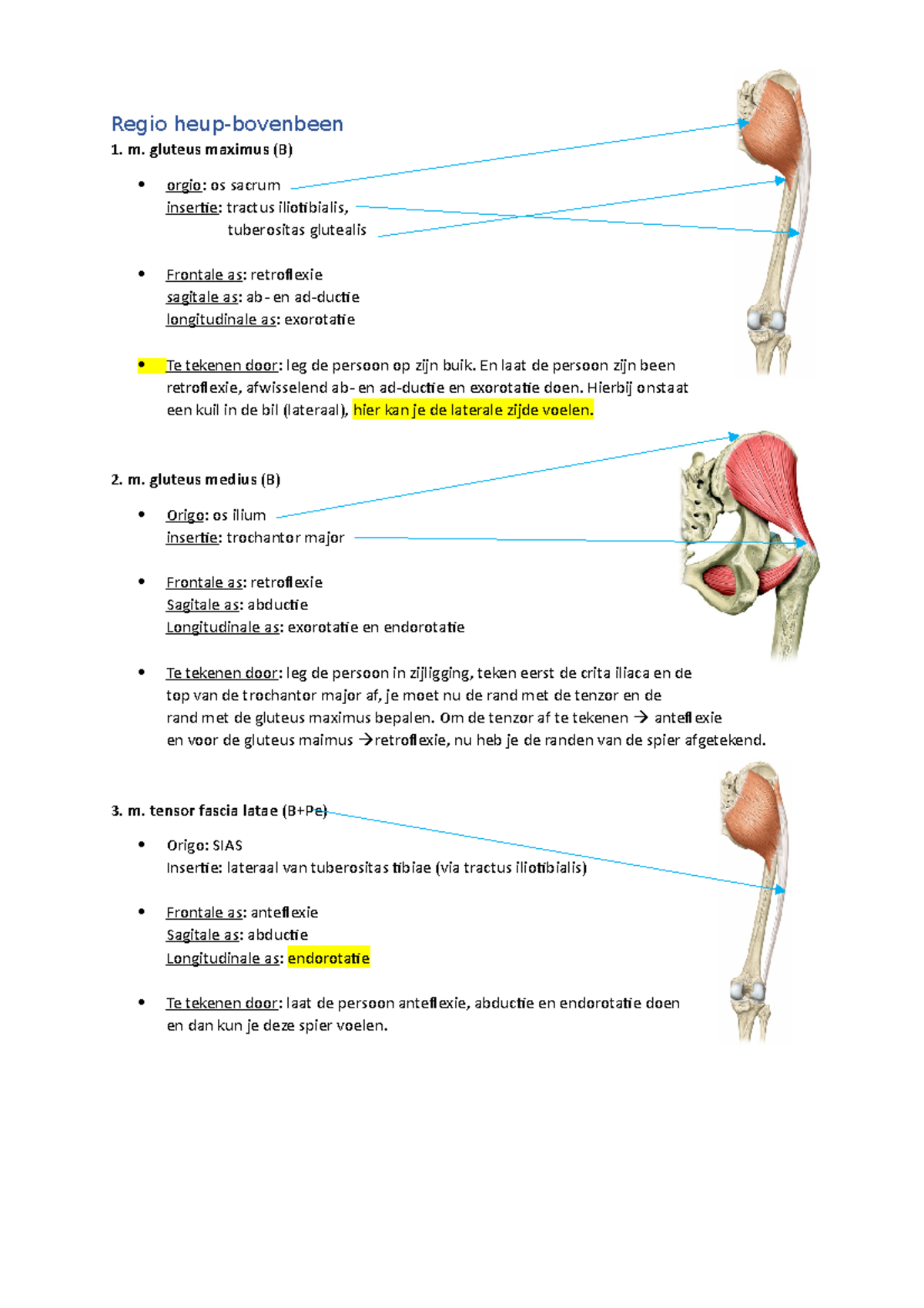 Vivo spieren van spierlijst - Regio heup-bovenbeen 1. m. gluteus ...