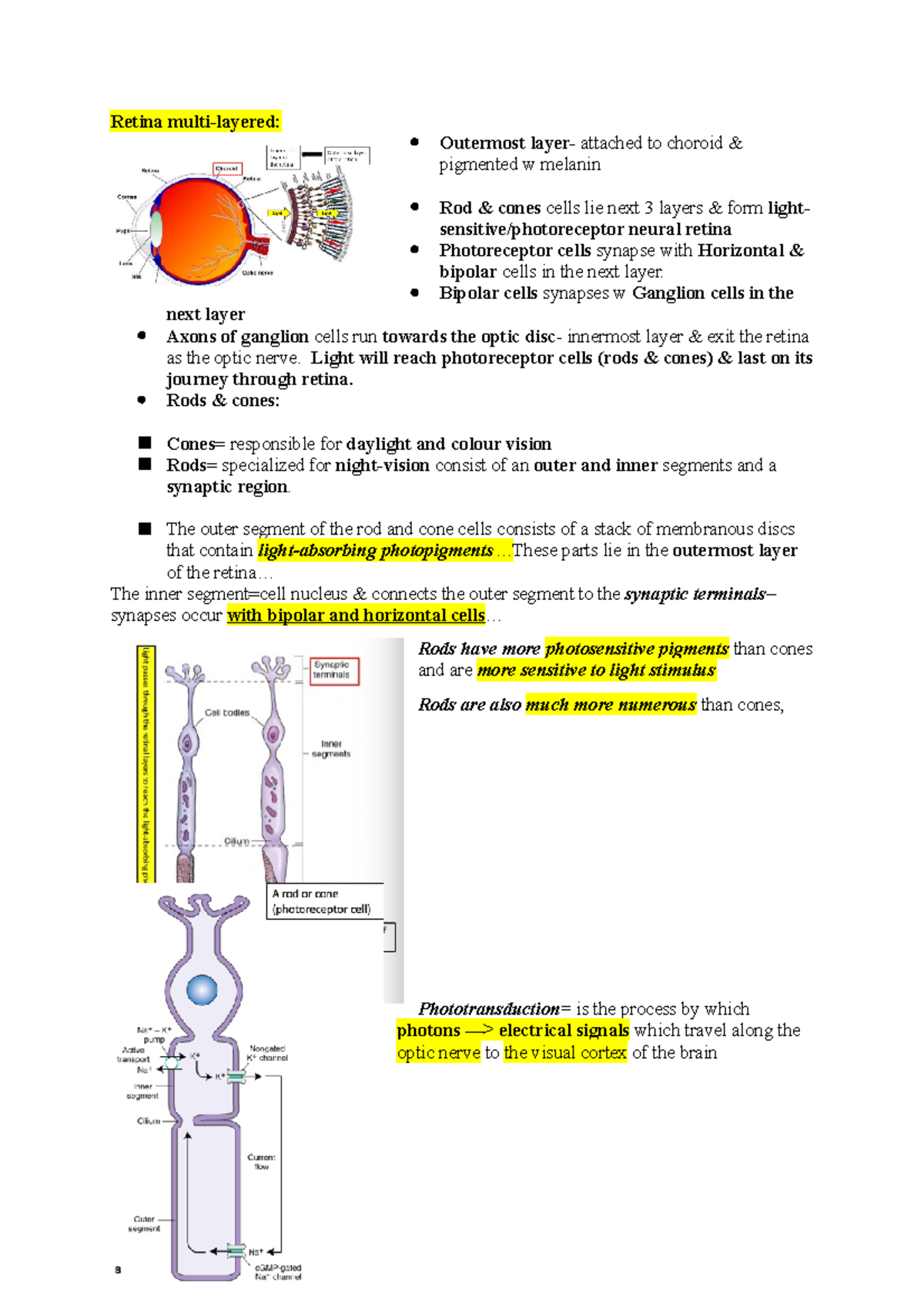 Retina multi - Lecture notes Anatomy class - ANPH 215 - SAIT ...