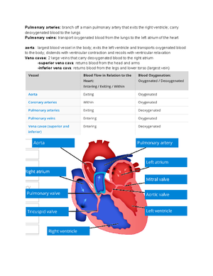 Lab 5 lymph - 3 major functions of the lymphatic system: 1. To maintain ...