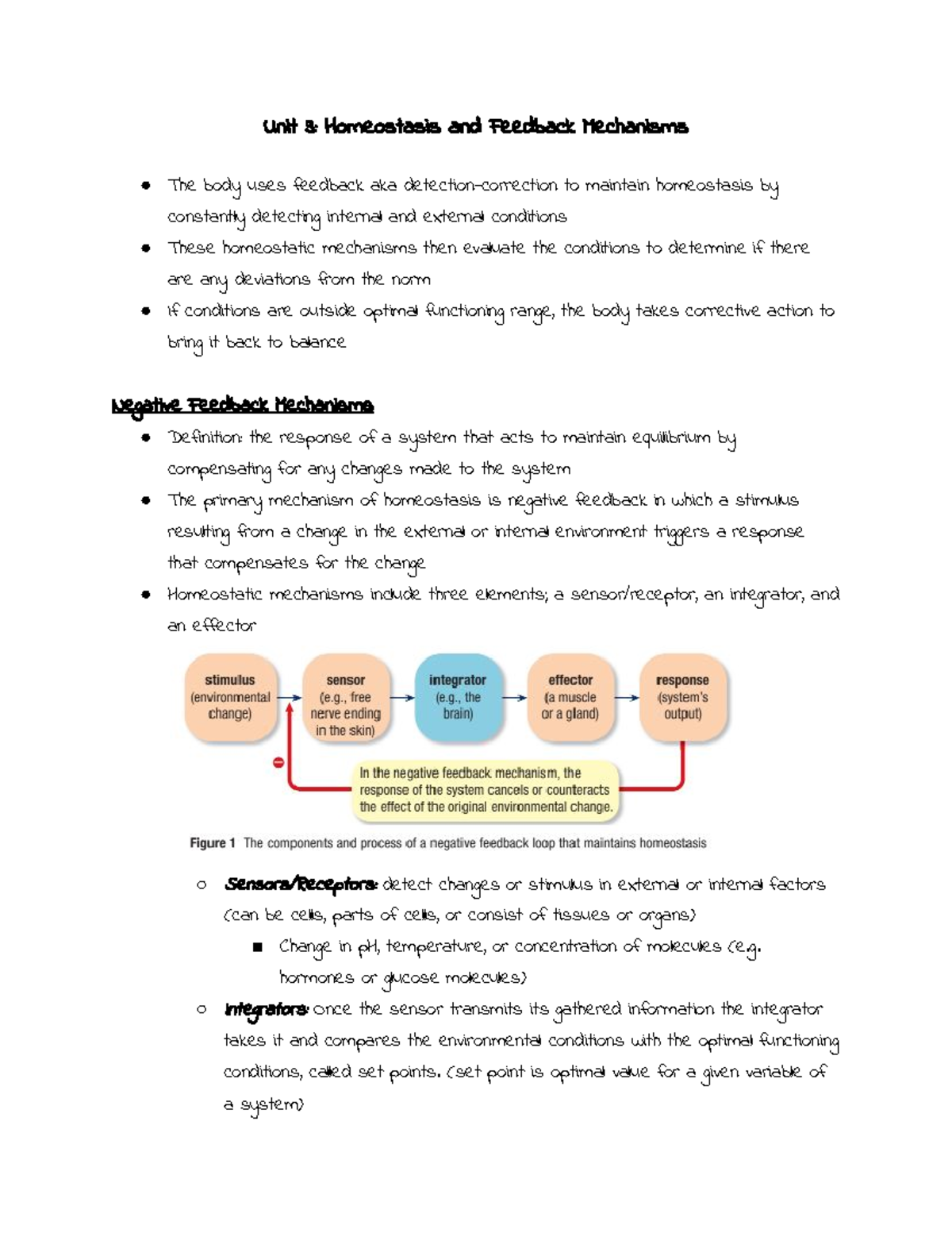Homeostasis and Feedback Mechanisms - hormones or glucose molecules ...