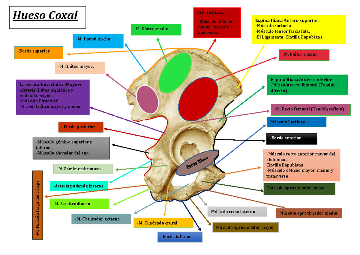 Huexo coxal y sus musculos - Cresta iliaca. Músculo oblicuo mayor ...