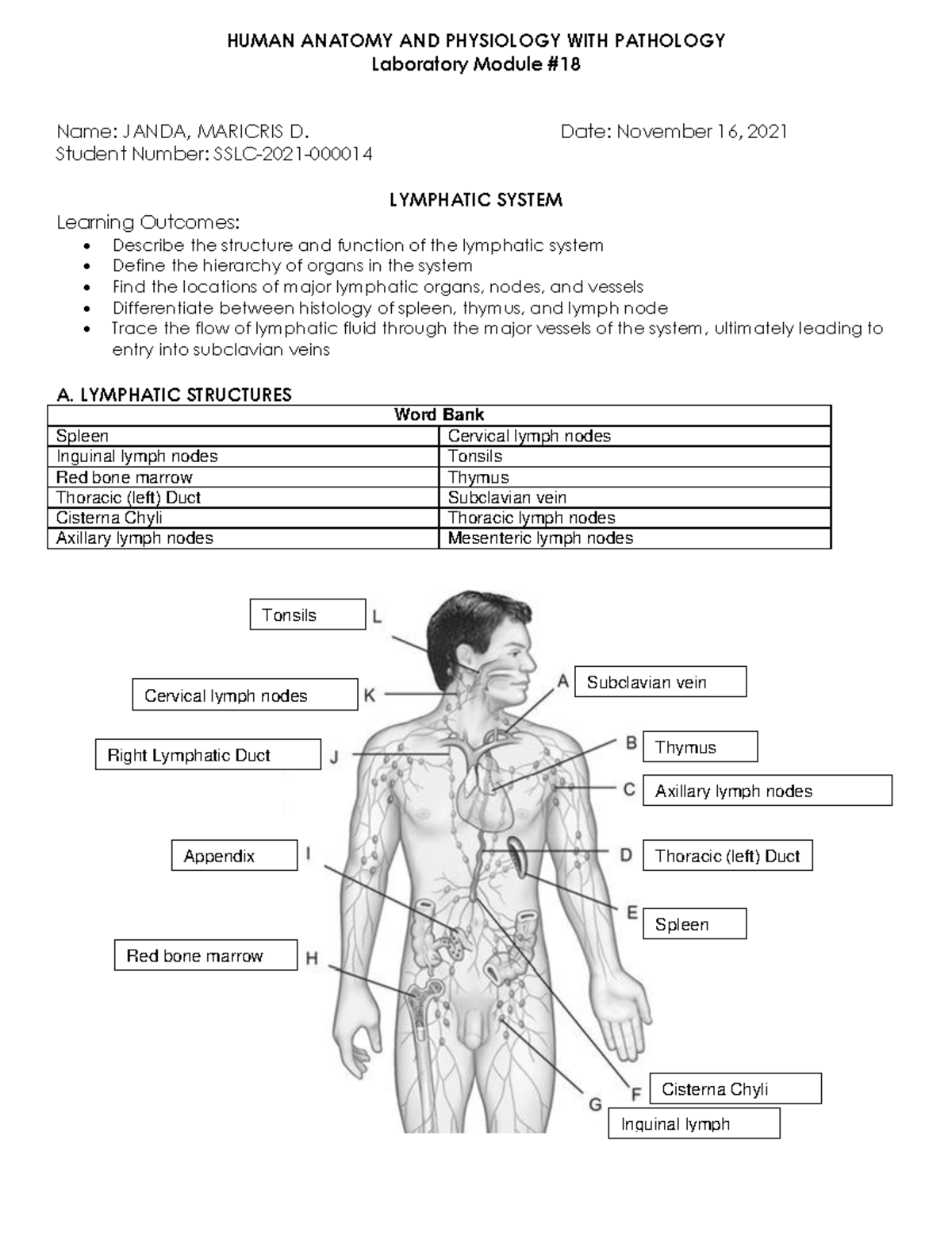 Lymphatic System - Laboratory Module # 18 Name: JANDA, MARICRIS D. Date ...
