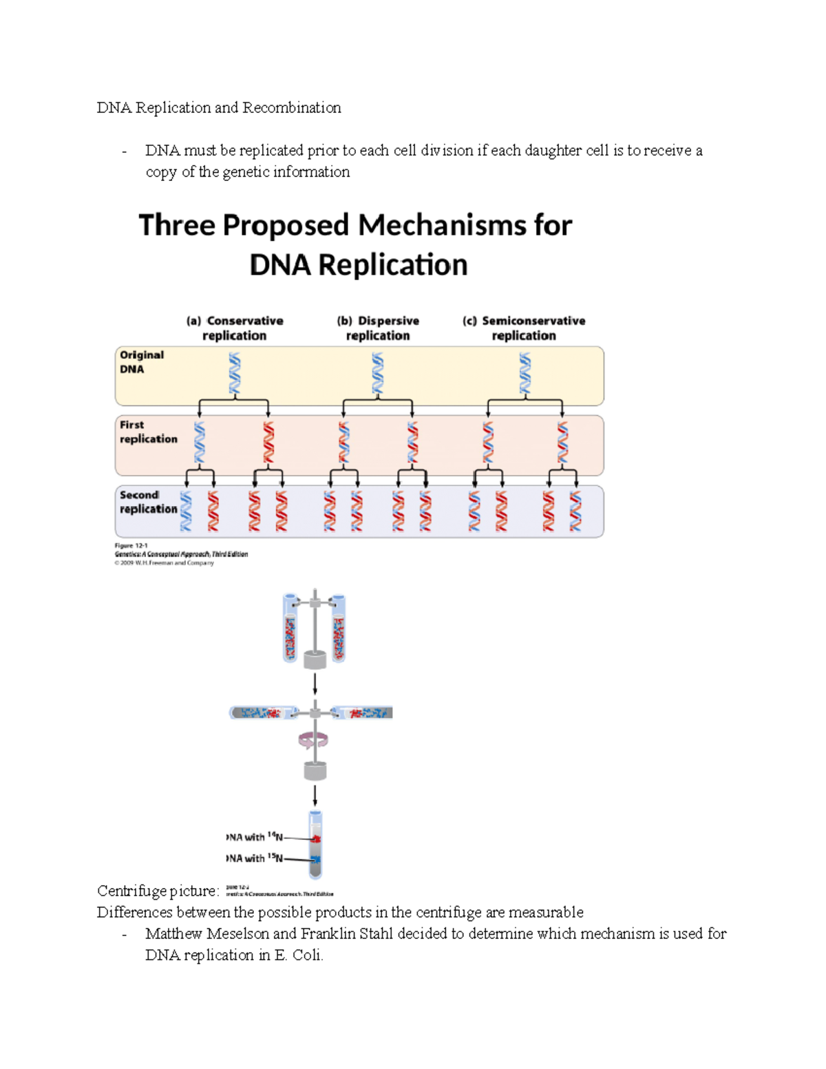 Genetics Test 3 Notes - DNA Replication and Recombination DNA must be ...