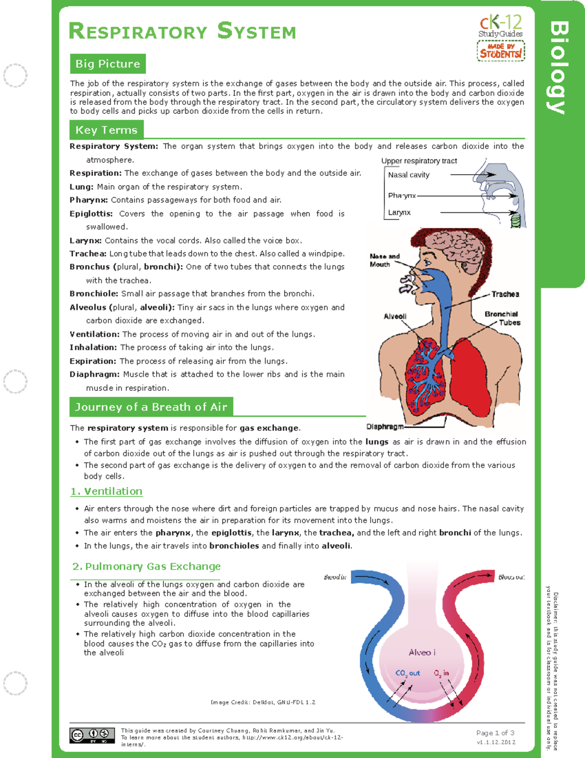 Respiratory system (1) - Biology Disclaimer: this study guide was not ...