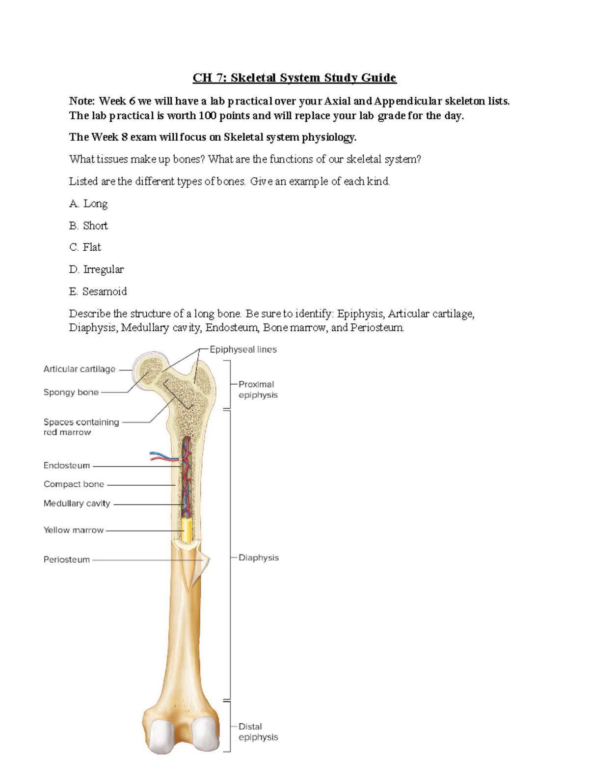 CH 7 Skeletal System Study guide - CH 7: Skeletal System Study Guide Note: Week 6 we will have a ...