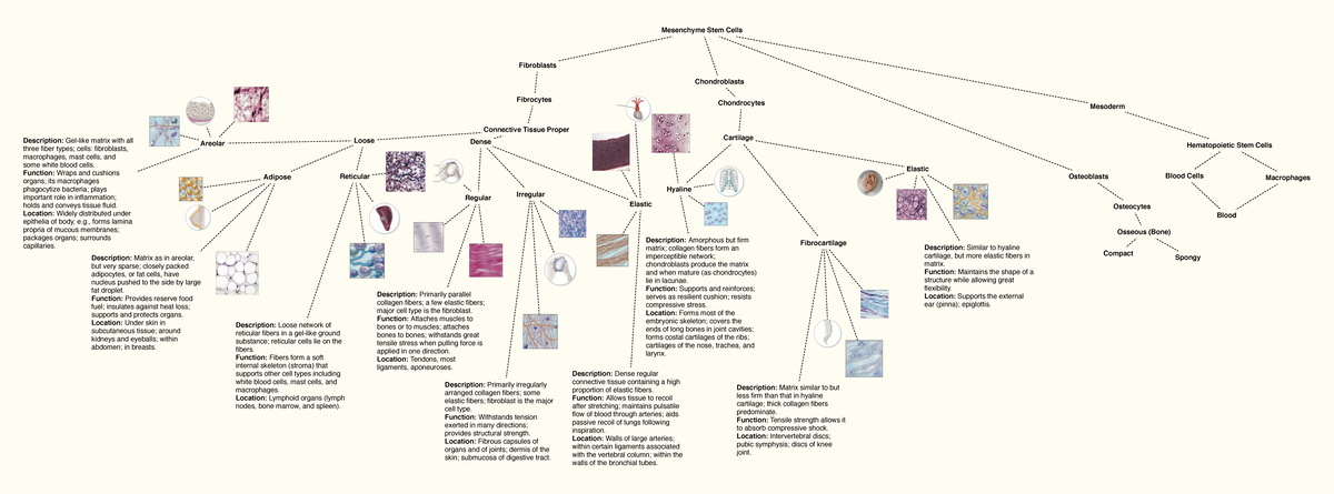Connective Tissue Types - Mesenchyme Stem Cells Fibroblasts ...