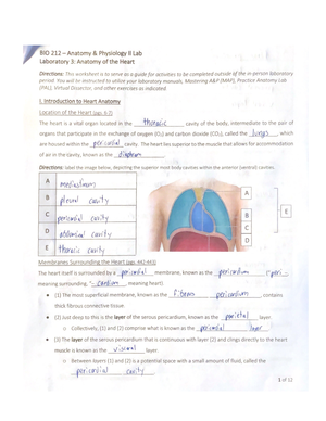 Experiment Dissection of the Human Arm - Experiment: Dissection of the ...