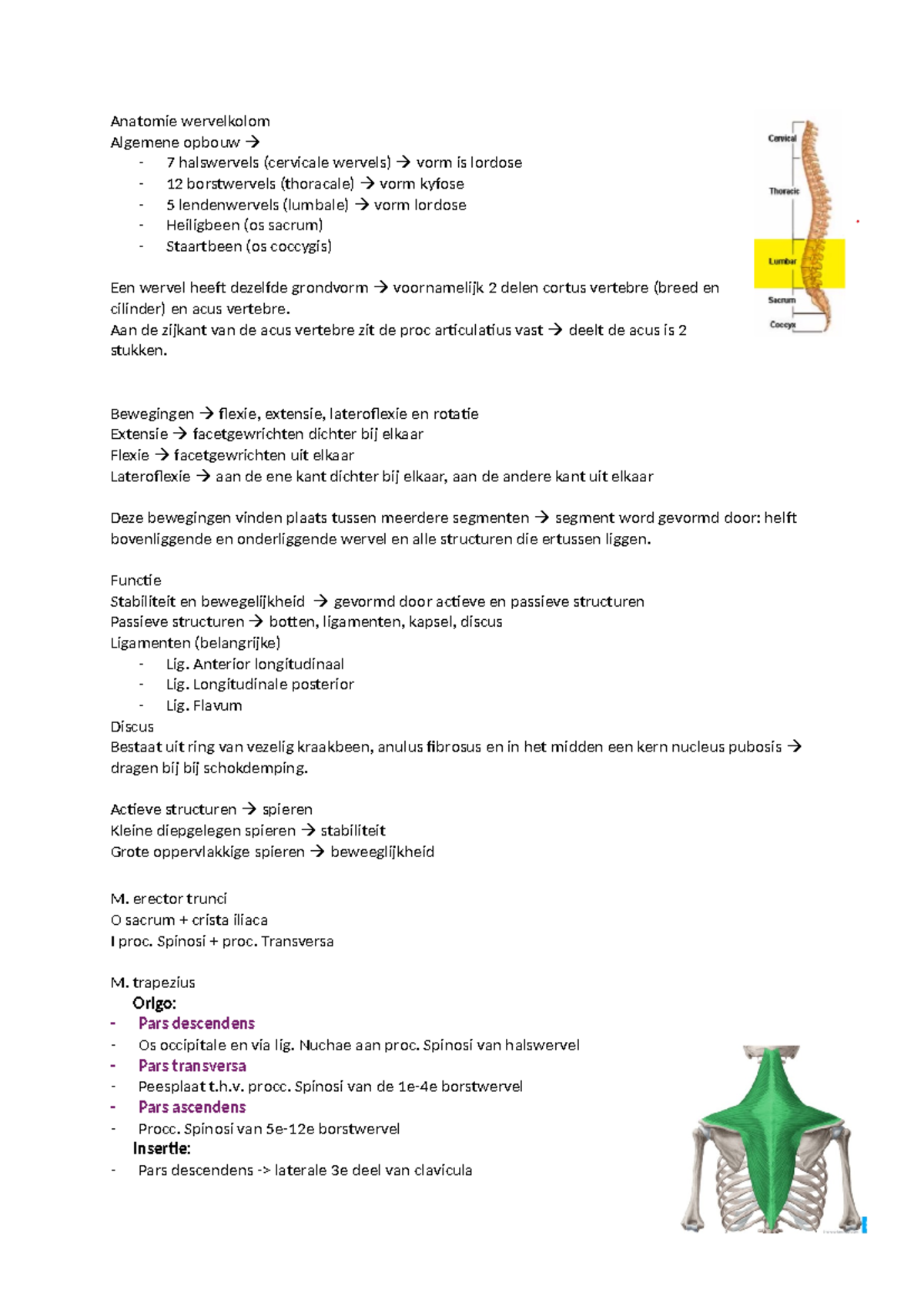 Anatomie - Samenvatting Fysiotherapie - Anatomie wervelkolom Algemene ...