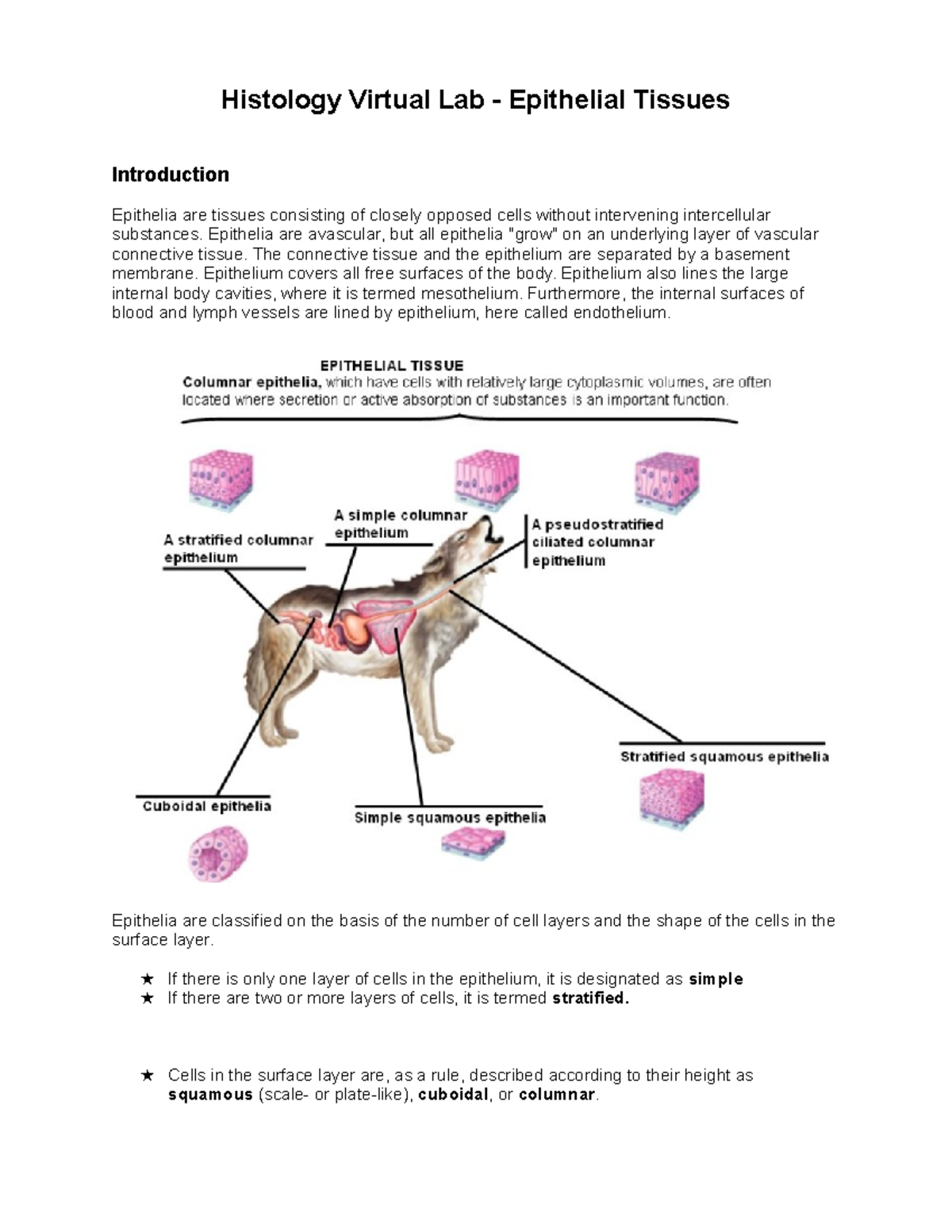 Copy Of Histology Virtual Lab Epithelial Tissues Introduction 