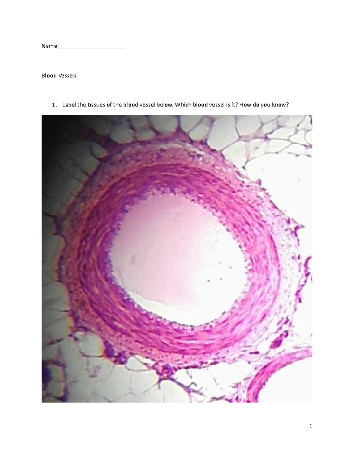 Week 1 Blood Vessels worksheets bio117 - Blood Vessels 1. Label the ...